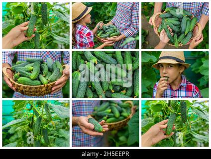 Collage of harvest garden cucumbers. Selective focus. Food Stock Photo ...