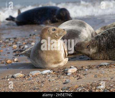 Female Grey Seal resting on beach Stock Photo - Alamy