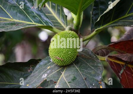 Artocarpus camansi (Also breadnut, Moraceae, breadfruit, Artocarpus ...