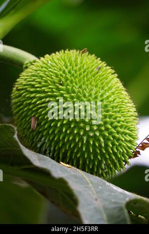 Artocarpus camansi (Also breadnut, Moraceae, breadfruit, Artocarpus ...