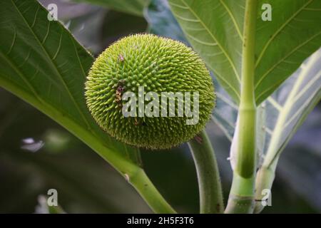 Artocarpus camansi (Also breadnut, Moraceae, breadfruit, Artocarpus ...