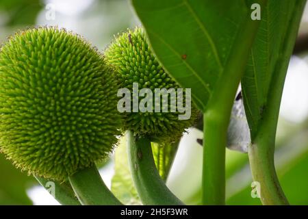 Artocarpus camansi (Also breadnut, Moraceae, breadfruit, Artocarpus ...