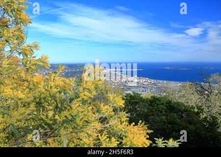 Aerial view of Cannes with mimosa tree, Alpes-Maritimes, 06, French ...