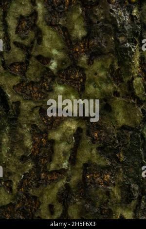 mossy bark texture on tree as background Stock Photo - Alamy
