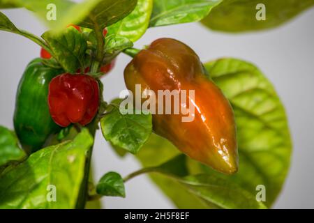 fatali red chili pepper Stock Photo - Alamy
