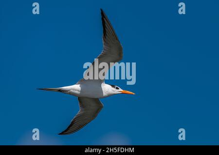 A closeup of a white Arctic tern bird, Sterna paradisaea flying Stock ...