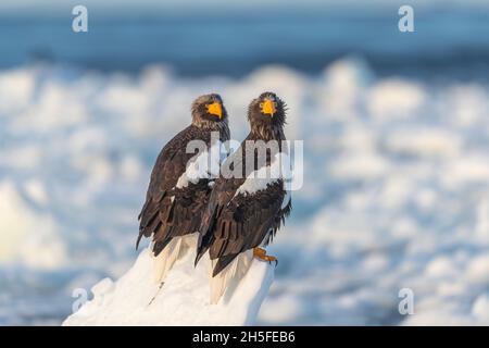 Beautiful shot of two bald eagles with the snow-covered winter ...