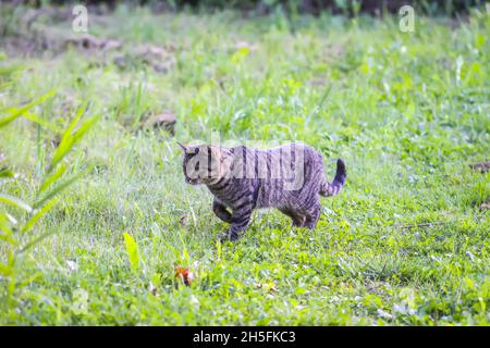 Funny cat outdoors in countryside Stock Photo - Alamy