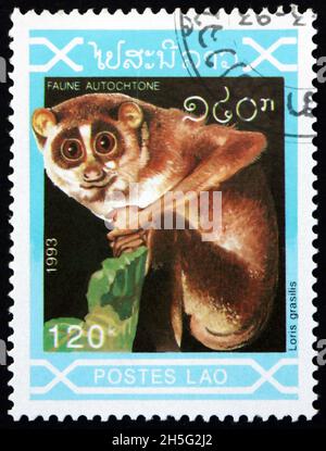 Slender loris, genus of loris, native to India and Sri Lanka, Western ...