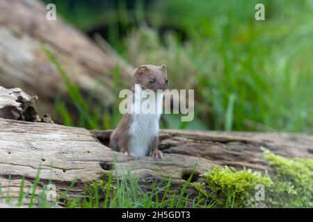 Weasel, Mustela nivalis, Common or least weasel, Captive, October 2021 ...