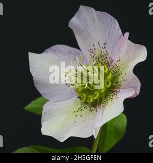 Close-up of lentil plant with white flowers. Lentil field. Detail of ...