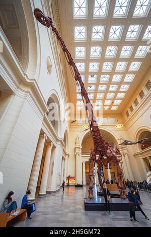 Fossil skeleton of Máximo Titanosaur Patagotitan mayorum, the largest ...