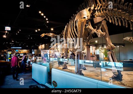 View of a fossil of an Apatosaurus at the Evolving Planet evolution ...