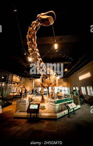 View of a fossil of an Apatosaurus at the Evolving Planet evolution ...