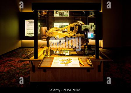 The real fossil skull of famous "Sue" the T. Rex in display. The Field ...