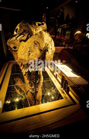 SUE the T. rex on display at the Field Museum, Chicago Stock Photo - Alamy