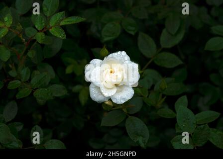 Amazing light yellow rose blossom blooming on a rose bush Stock Photo ...