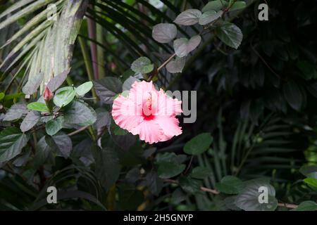 Pretty Pink Flower in the Amazon Rainforest section of The Eden Project ...