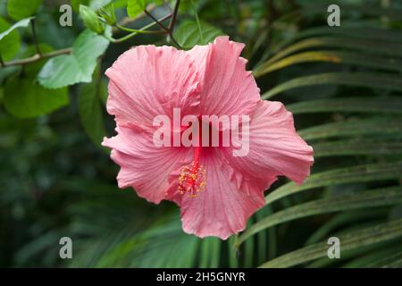 Pretty Pink Flower in the Amazon Rainforest section of The Eden Project ...