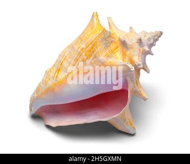 Large Queen Conch Shell on Pristine Tropical White Sand Beach with ...