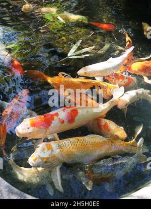 Koi fish inside the pond Stock Photo - Alamy