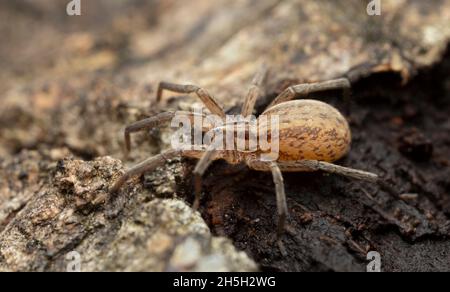A female (Zora spinimana) spider on white background. The spider is ...
