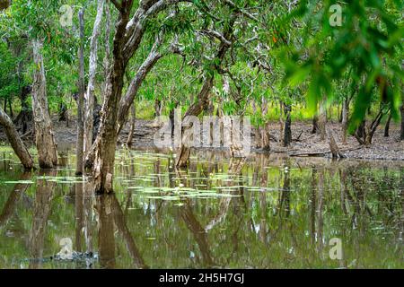 Paperbark Swamp in dry season, Cape York Peninsula, North Queensland ...