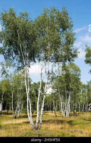 Flowering heath and birch trees, Osterheide, Schneverdingen, Lueneburg ...
