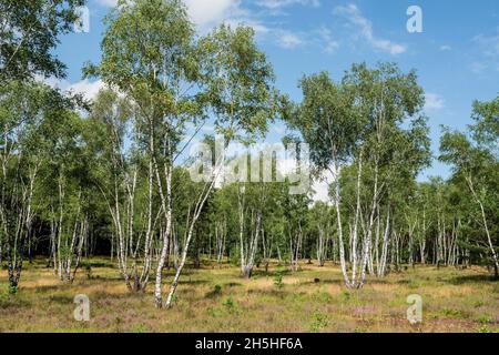 Flowering heath and birch trees, Osterheide, Schneverdingen, Lueneburg ...