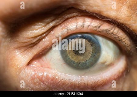 Maple Leaf in an Iris Stock Photo - Alamy