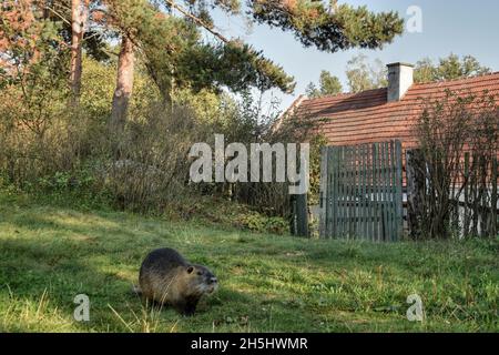 Nutria - coypu in front of the old village house Stock Photo - Alamy