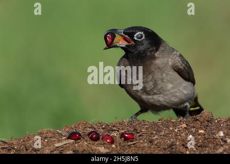 Pycnonotus xanthopygos known as White-spectacled Bulbul Stock Photo - Alamy