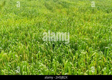 A field of tall grass. High quality photo Stock Photo - Alamy
