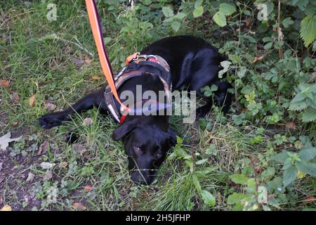 Bob the black Labrador on a canal boat Holiday Stock Photo - Alamy