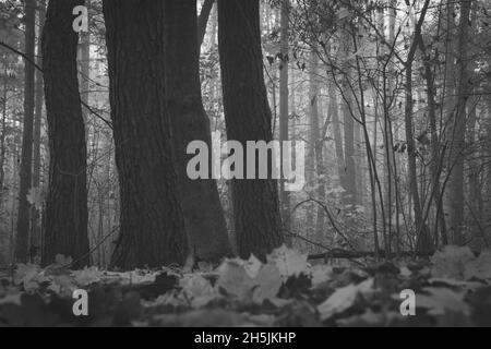 Beautiful grayscale shot of a forest with many trees in the mist Stock ...