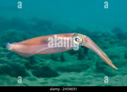 Magnapinna, Bigfin squid Stock Photo - Alamy