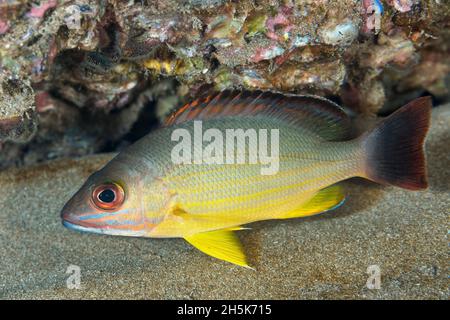 The blacktail snapper Lutjanus fulvus Hawaii Stock Photo - Alamy
