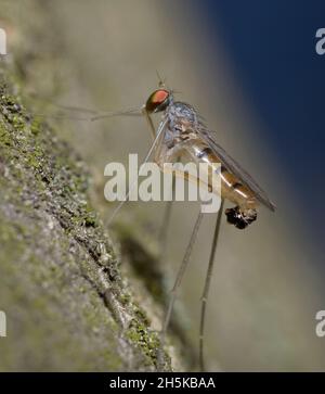Tiny long-legged fly Neurigona quadrifasciata sitting on a tree trunk ...