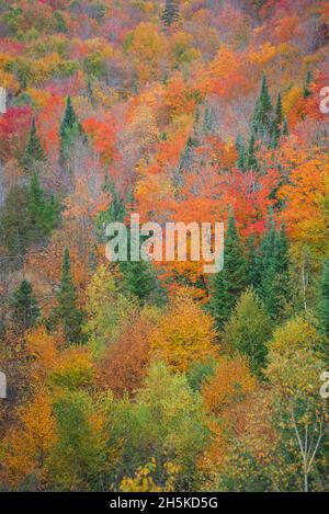 Patchwork of autumn colours in a forest in the Laurentides; Quebec ...