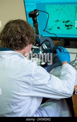 Scientist examines cannabis sativa mold through an electron microscope ...