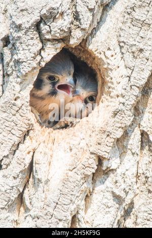 kestrel pair in tree Stock Photo - Alamy