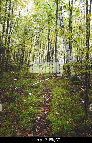 Summer Day Forest Path Ontario, Canada Stock Photo - Alamy