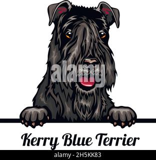 Terrier dog icon blue vector isolated Stock Vector Image & Art - Alamy