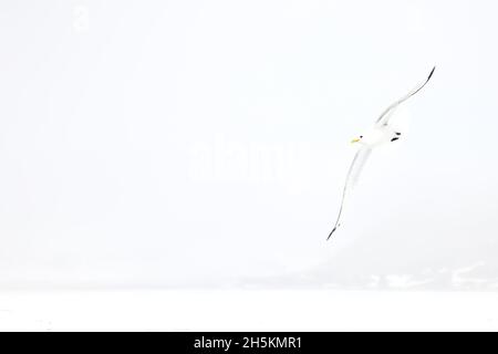 A kittiwake flying against a white sky Stock Photo - Alamy