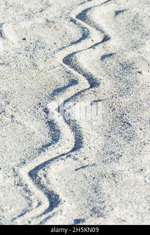 Marine iguana tail tracks in the sand Stock Photo - Alamy
