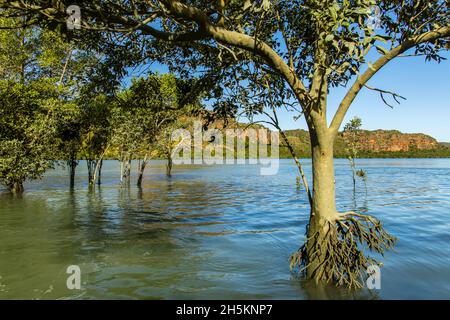 A Tea Mangrove (Pelliciera rhizophorae) near the Hunter River in the ...