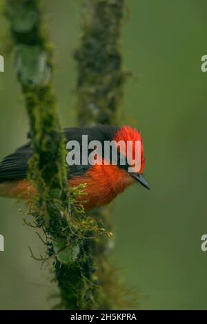 Galapagos vermilion flycatcher (Pyrocephalus nanus) male, Sierra Negra ...