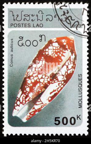 Conus aulicus, princely cone, predatory sea snail, cone shells, brown ...