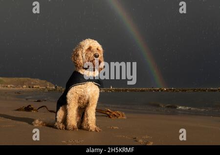 Blond cockapoo dog sits on a park trail in autumn; Bolam ...