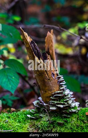 broken tree branch with green moss in an overgrown forest in the spring ...